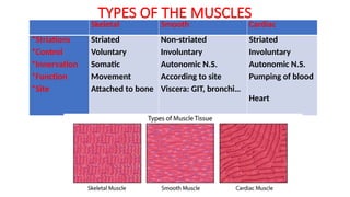 muscle physiology including the structure of skeletal muscles | PPTX