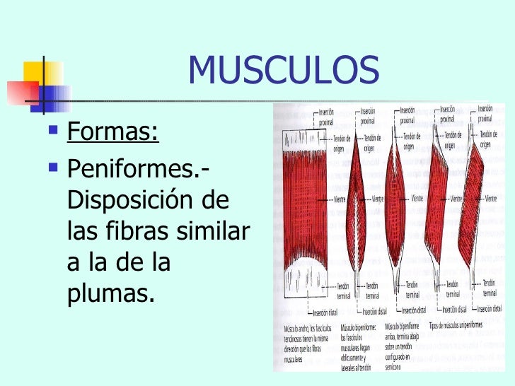 4. Musculos