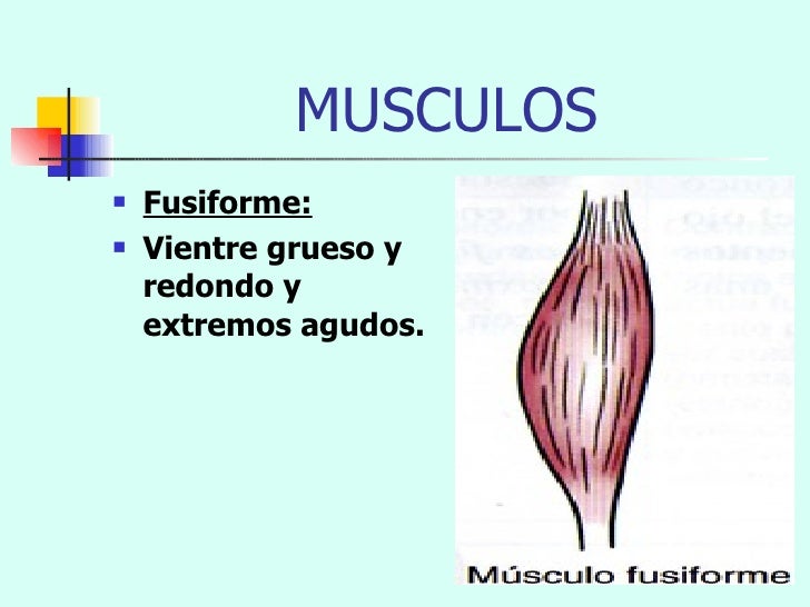 4. Musculos