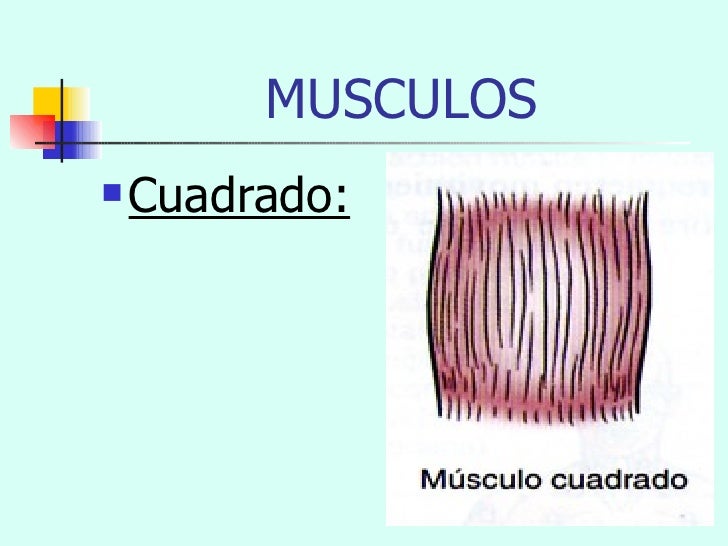 4. Musculos