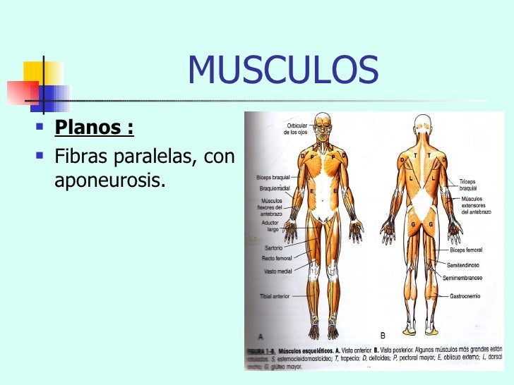 4. Musculos