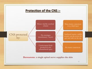 4-nervous system this is very useful for mbbs students pdf | PPT