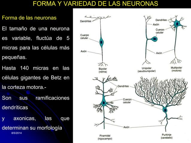 Neurona y neuroglia | PPTX