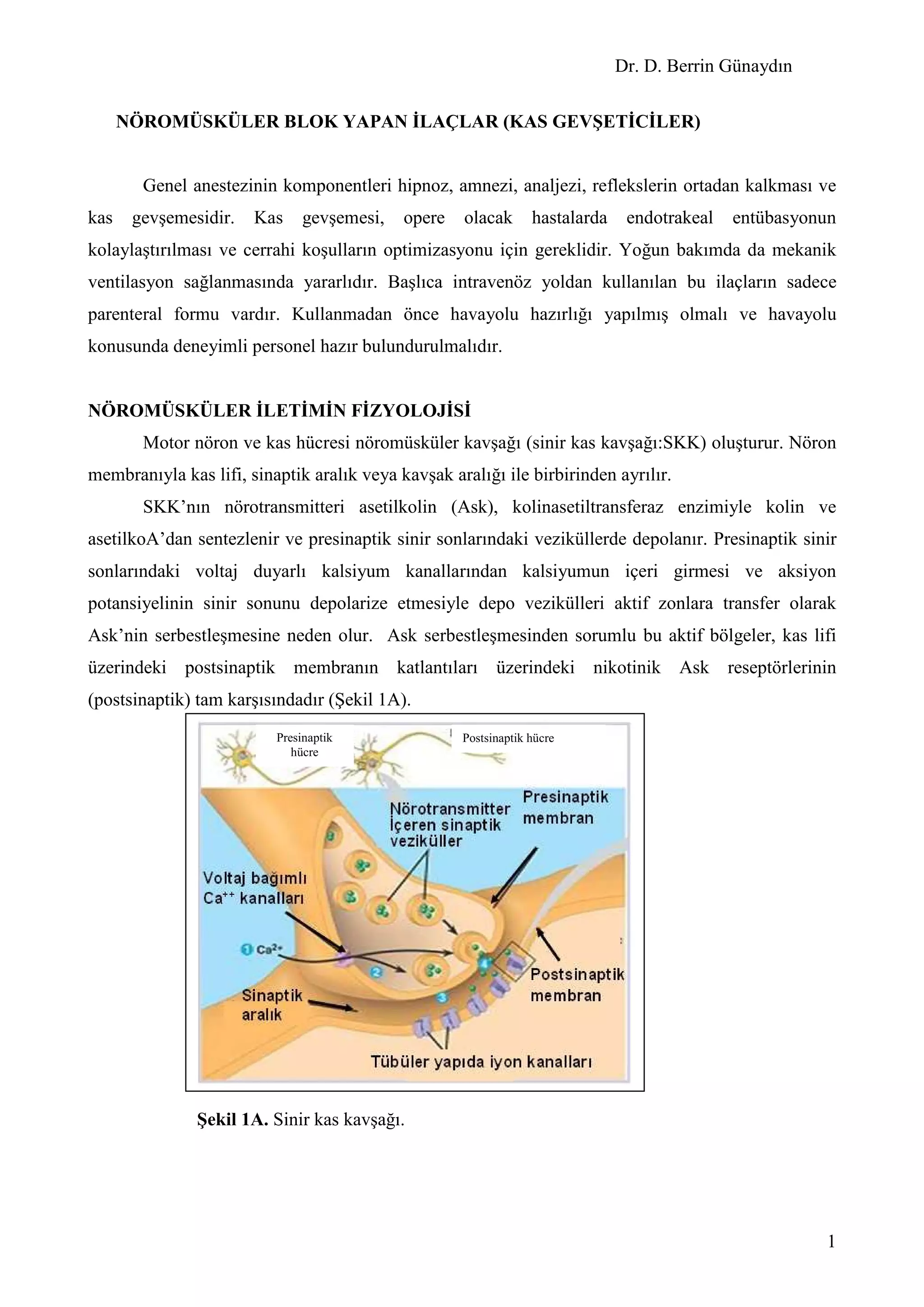 Kas gevşetici | PDF