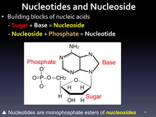 4-Nucleic Acids.ppt