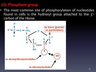 4-Nucleic Acids.ppt