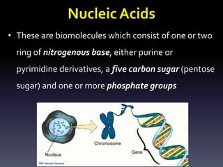 4-Nucleic Acids.ppt