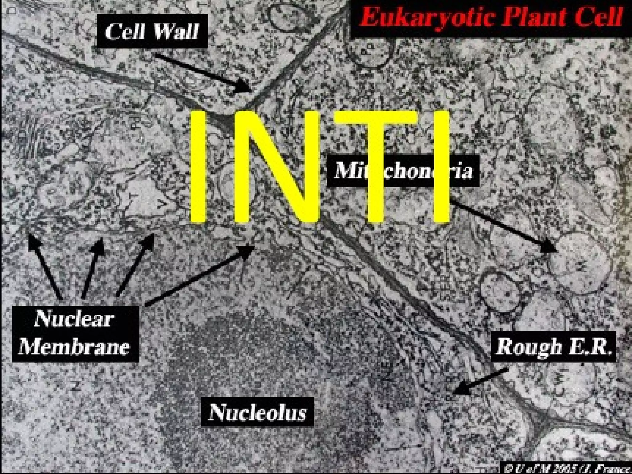 4. nukleus | PPT
