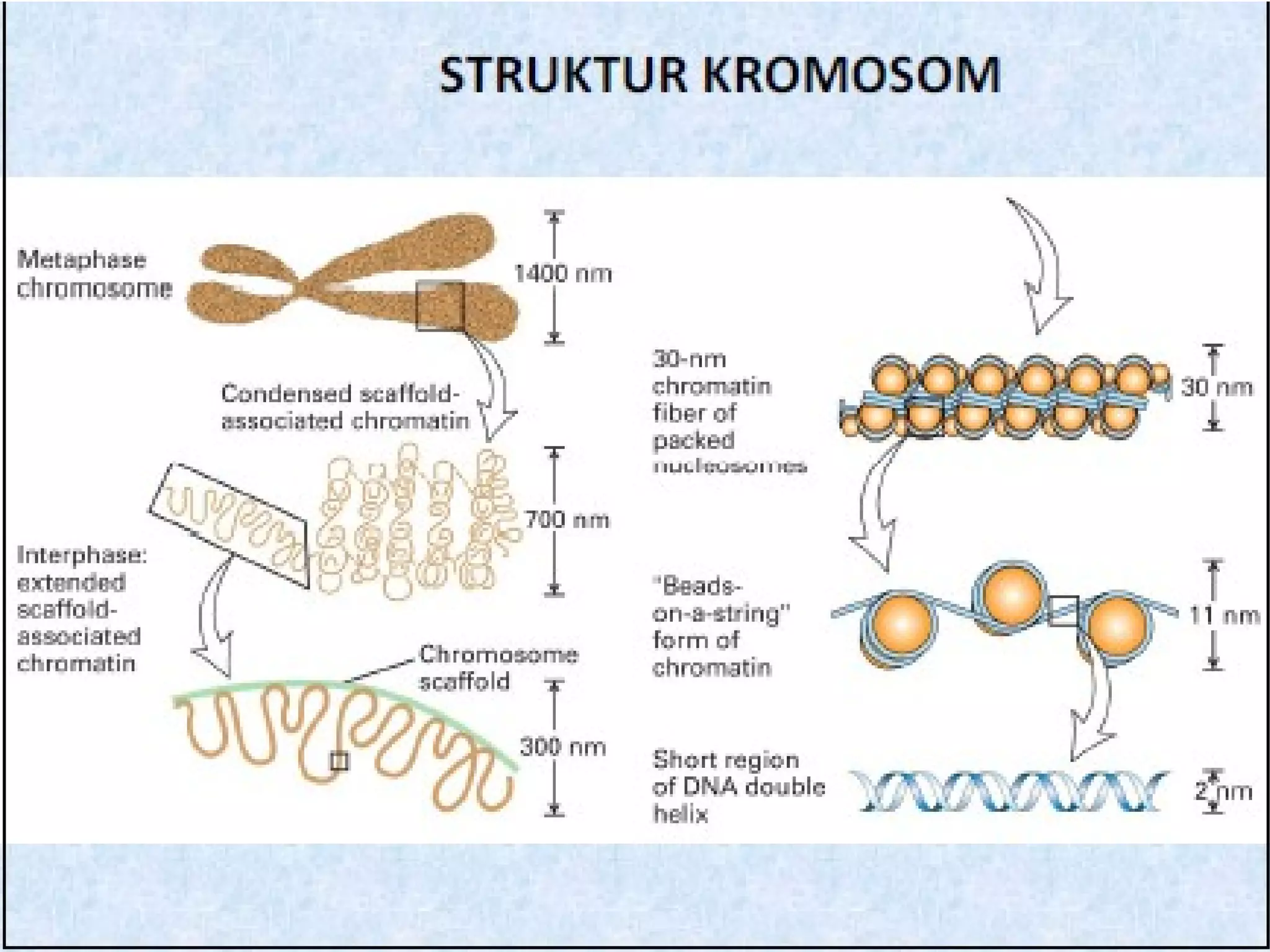 4. nukleus | PPT
