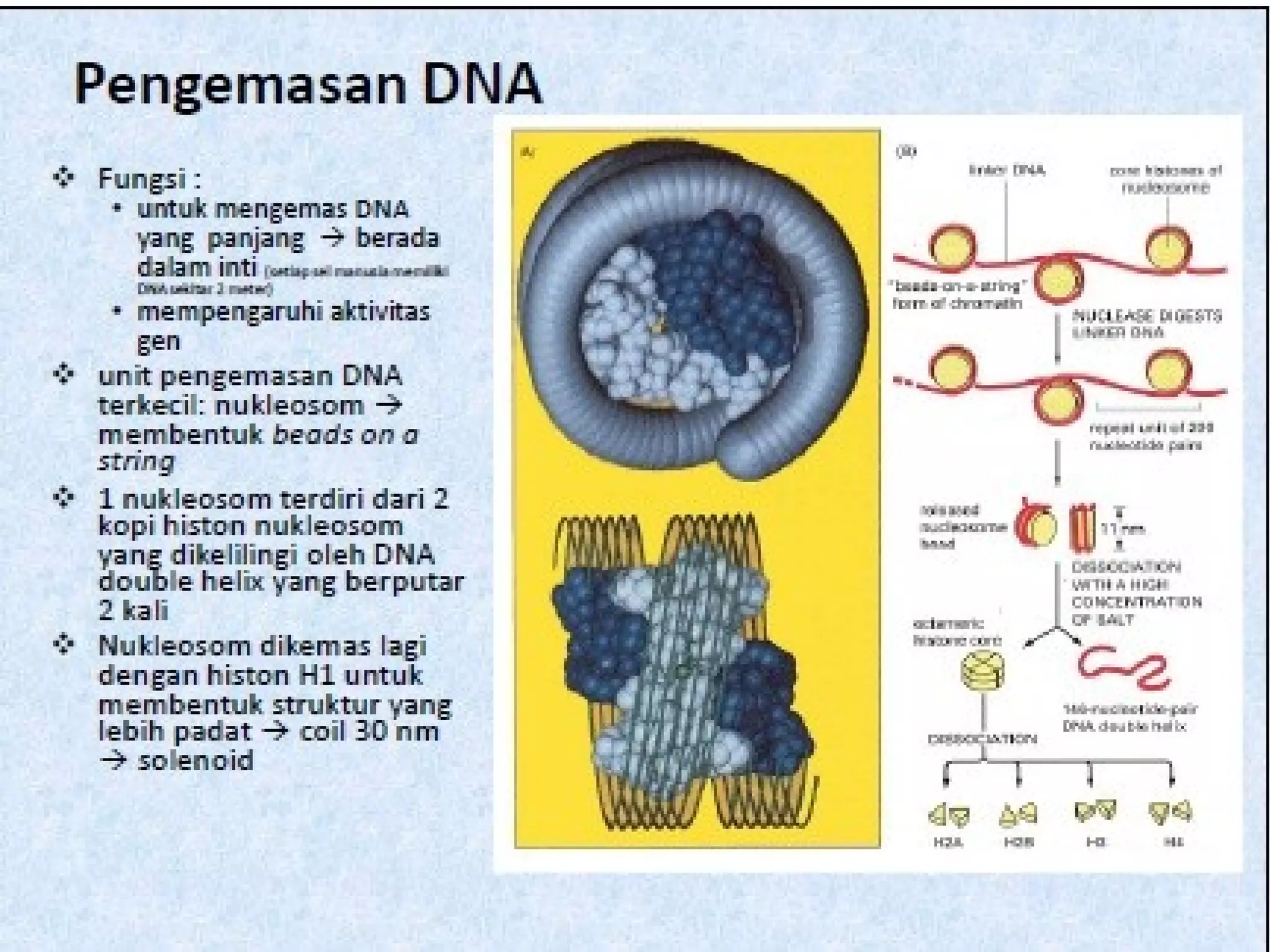 4. nukleus | PPT