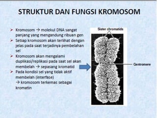 4. nukleus | PPT