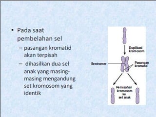 4. nukleus | PPT
