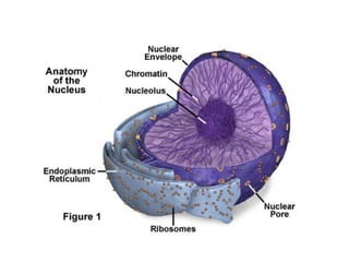 4. nukleus | PPT