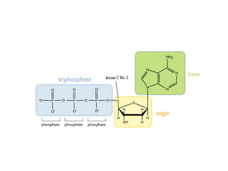 4. nukleus | PPT