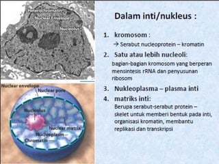 4. nukleus | PPT