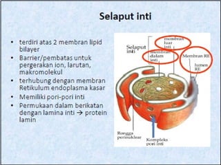 4. nukleus | PPT