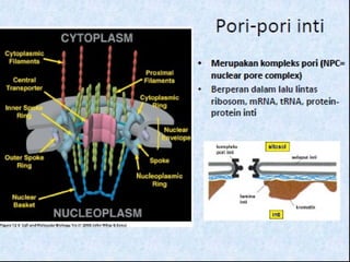 4. nukleus | PPT
