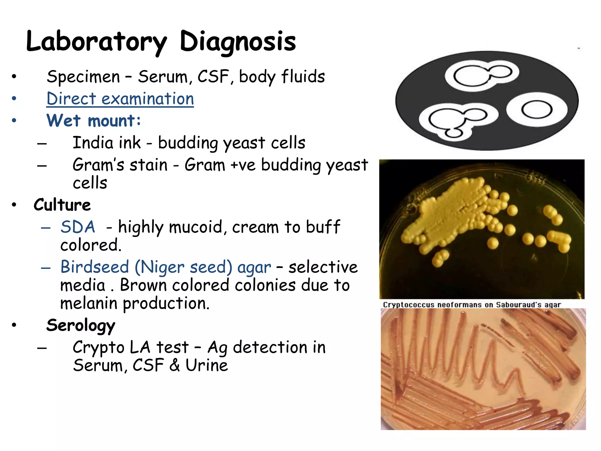 4-Opportunistic mycosis.pptx