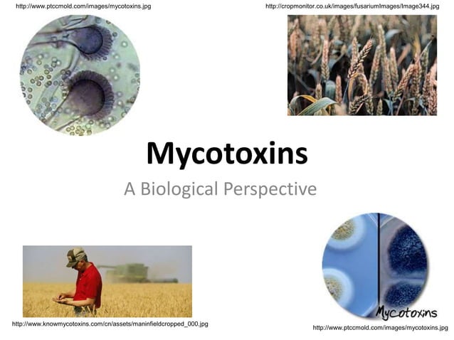 4-Opportunistic mycosis.pptx