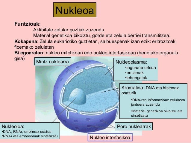 4 organuluak eta nukleoa