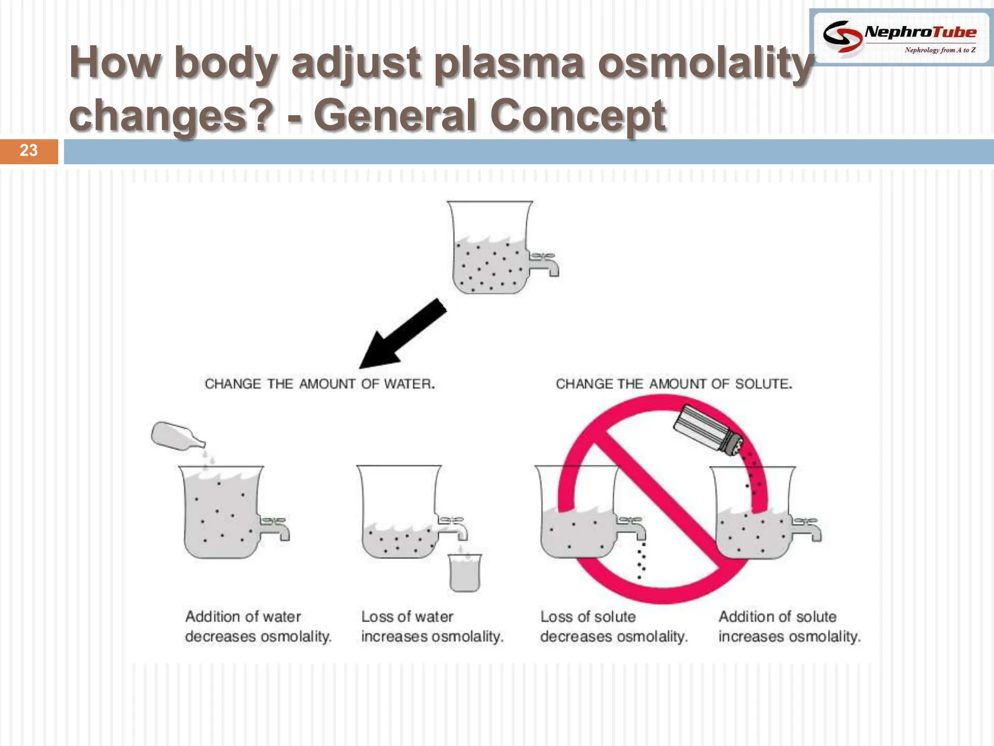 Renal Physiology (IV) - Osmoregulation(Urine Dilution & Concentration ...