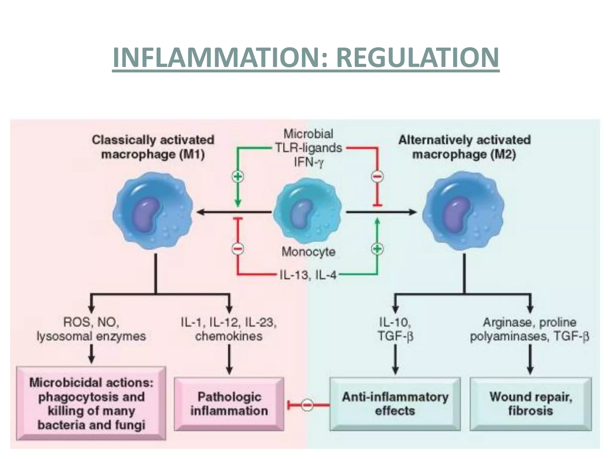 4.outcomes and morphology dr ashutosh kumar | PDF