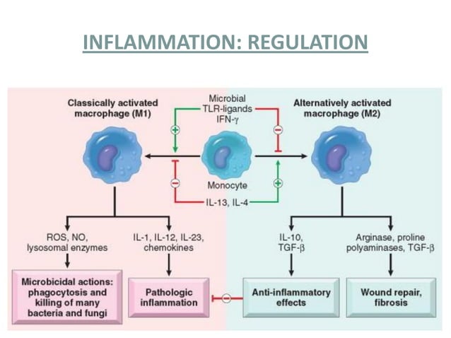 4.outcomes and morphology dr ashutosh kumar | PPT