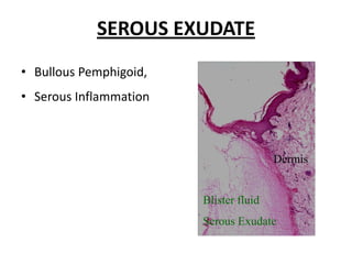 4.outcomes and morphology dr ashutosh kumar | PDF