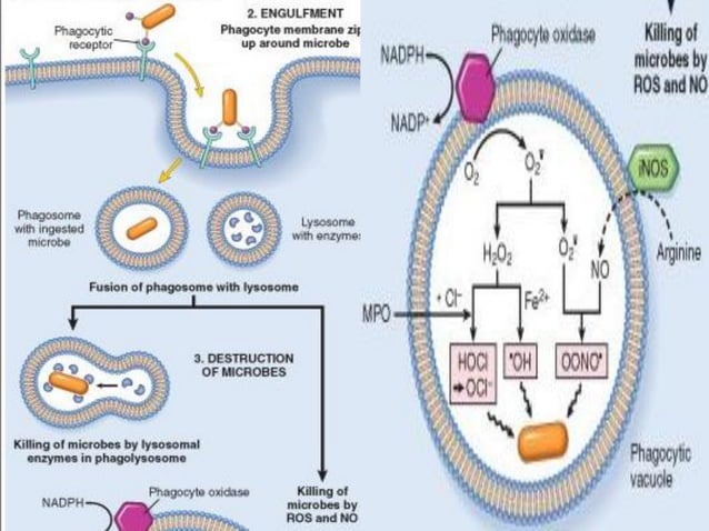 4.outcomes and morphology dr ashutosh kumar | PPT