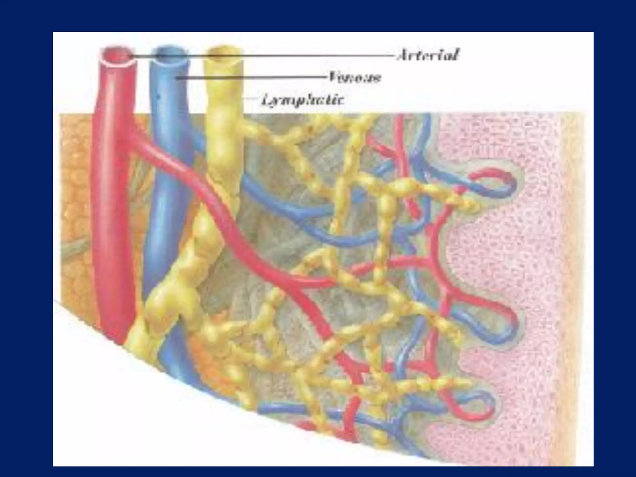 4-patho_lymphedema.pdf