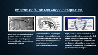 4- Patologias derivadas de arcos branquiales.pptx
