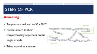 4-PCR principles.pdf