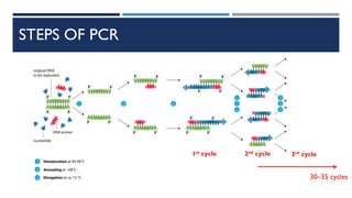 4-PCR principles.pdf