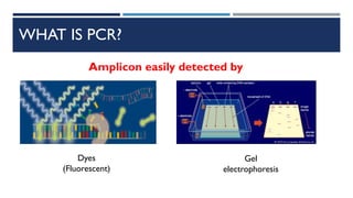 4-PCR principles.pdf