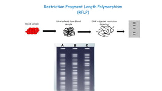 4- pcr types.pptxMolecular geatics PCR Types Basic scince | PPTX