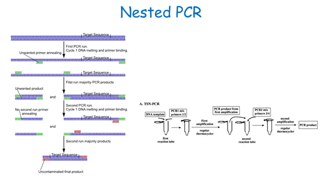 4- pcr types.pptxMolecular geatics PCR Types Basic scince | PPTX