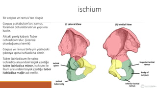 4-pelvis ve perineum.pptx