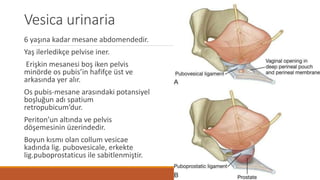4-pelvis ve perineum.pptx