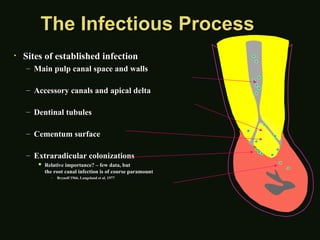 oral pathology 4-Periapical Pathology 4.ppt