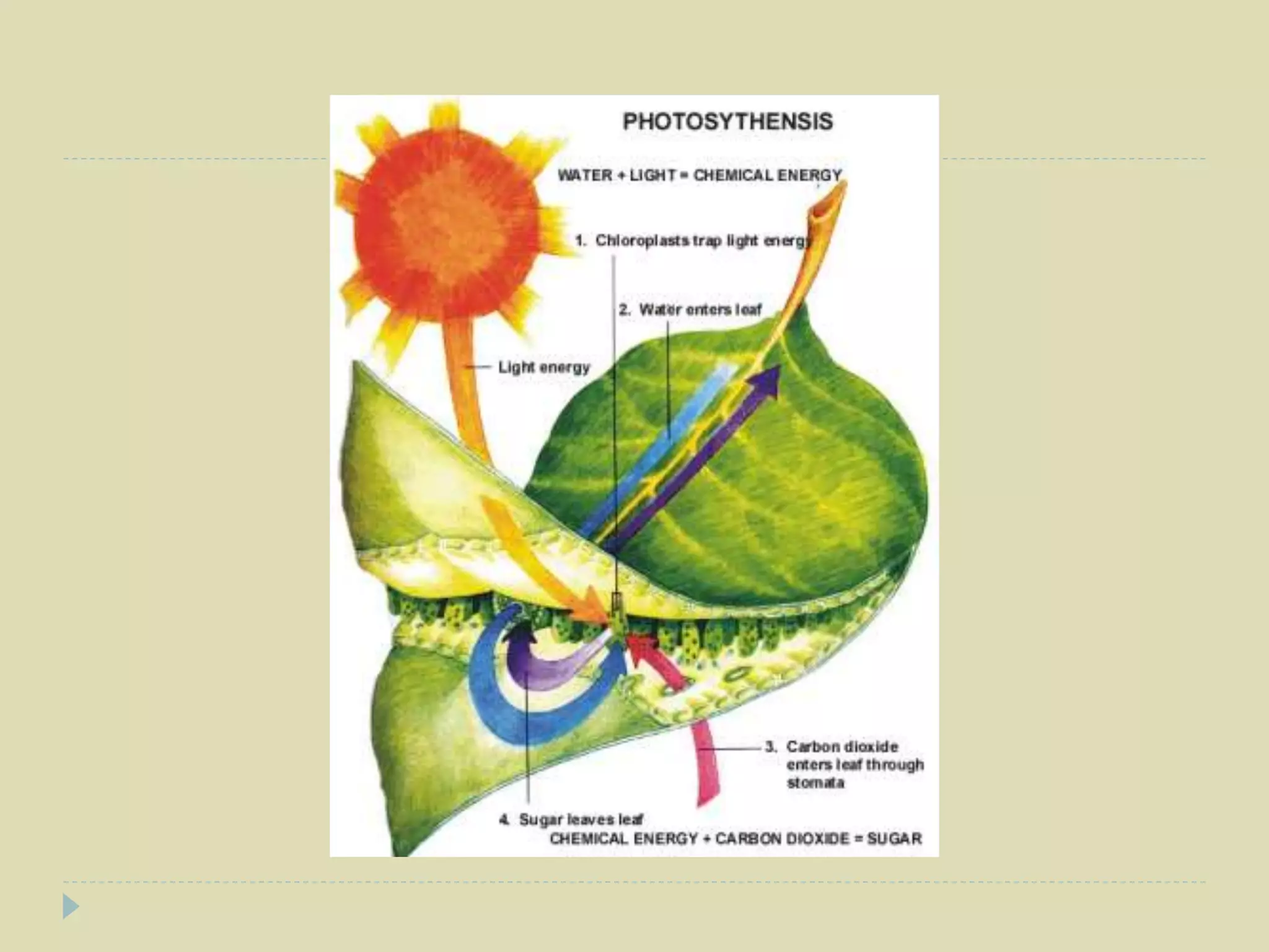 photosynthesis and chemosynthesis | PPTX