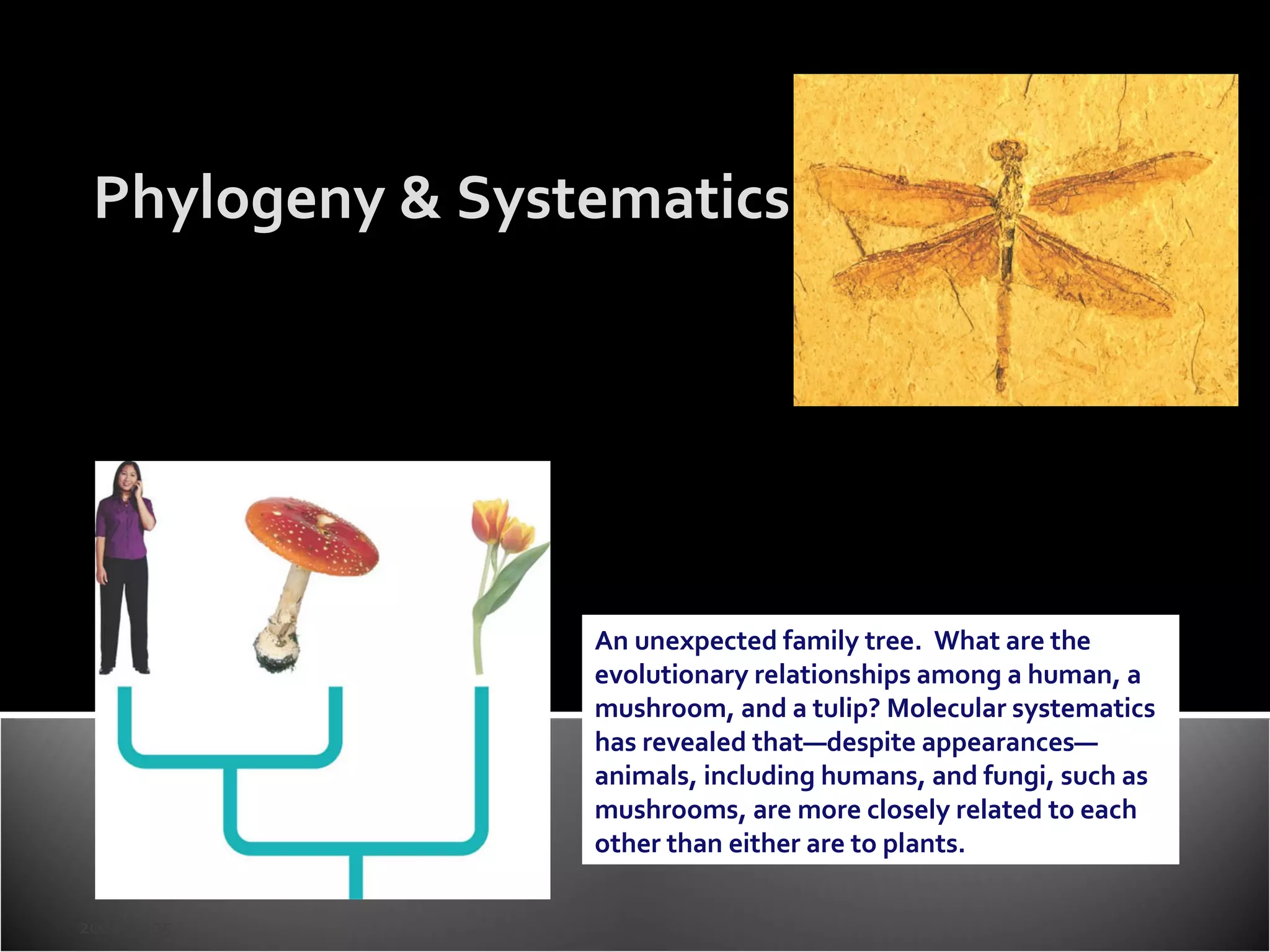 Phylogeny | PPT