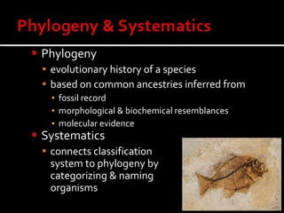 Phylogeny | PPT