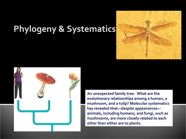 Phylogeny | PPT