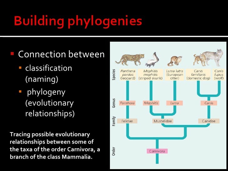 Phylogeny