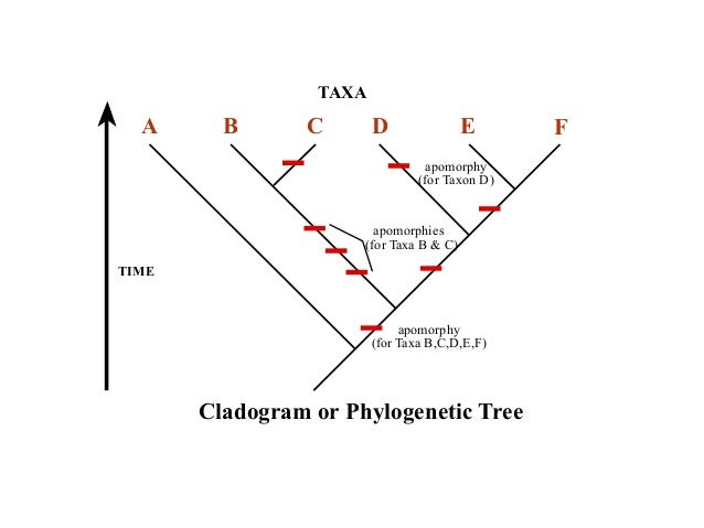Phylogeny
