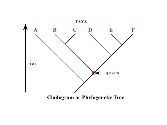 Phylogeny