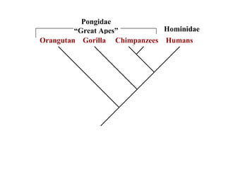 Phylogenetic Tree Of Humans And Chimpanzees