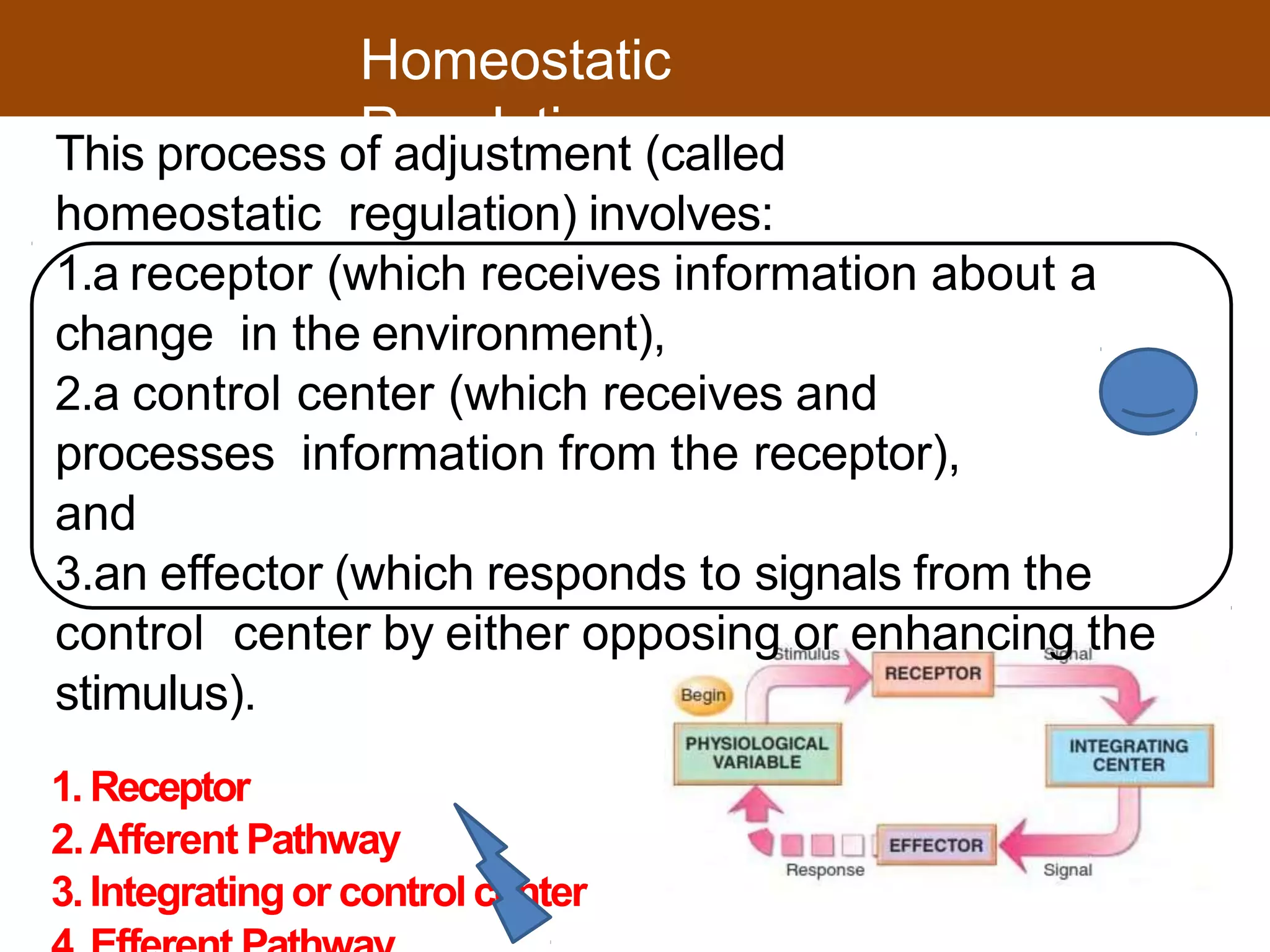 Physiology of Homeostasis | PPTX