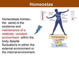 Physiology of Homeostasis | PPTX