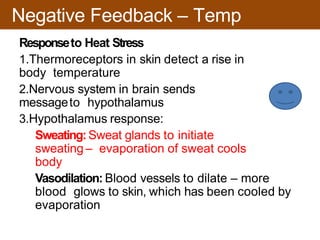 Physiology of Homeostasis | PPTX